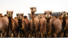 Book a Camel Farm Tour Dubai | Camelicious Experience – Camelicious UAE