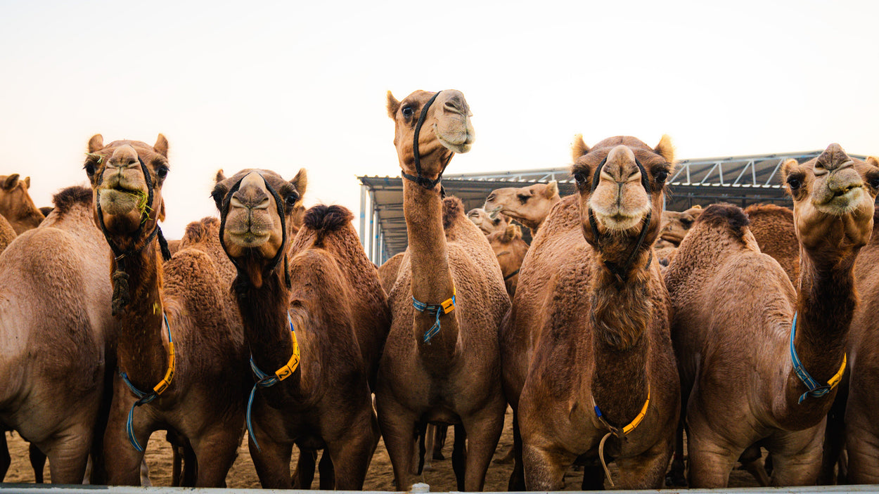 Book a Camel Farm Tour Dubai | Camelicious Experience – Camelicious UAE