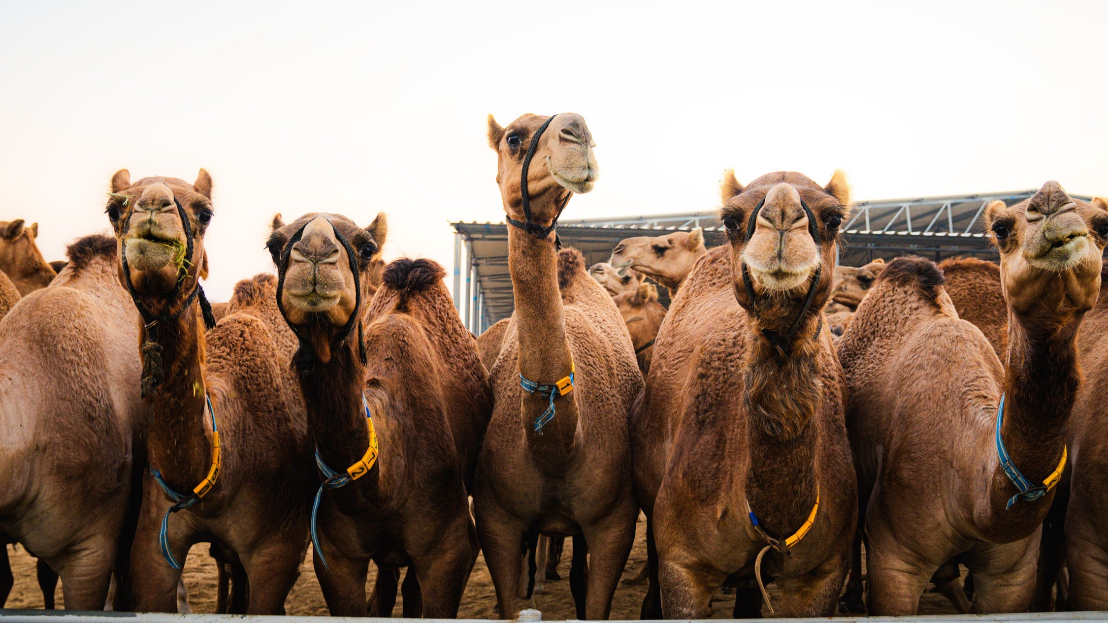 Book a Camel Farm Tour Dubai | Camelicious Experience – Camelicious UAE