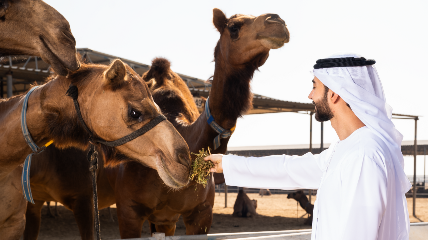 Book a Camel Farm Tour Dubai | Camelicious Experience – Camelicious UAE